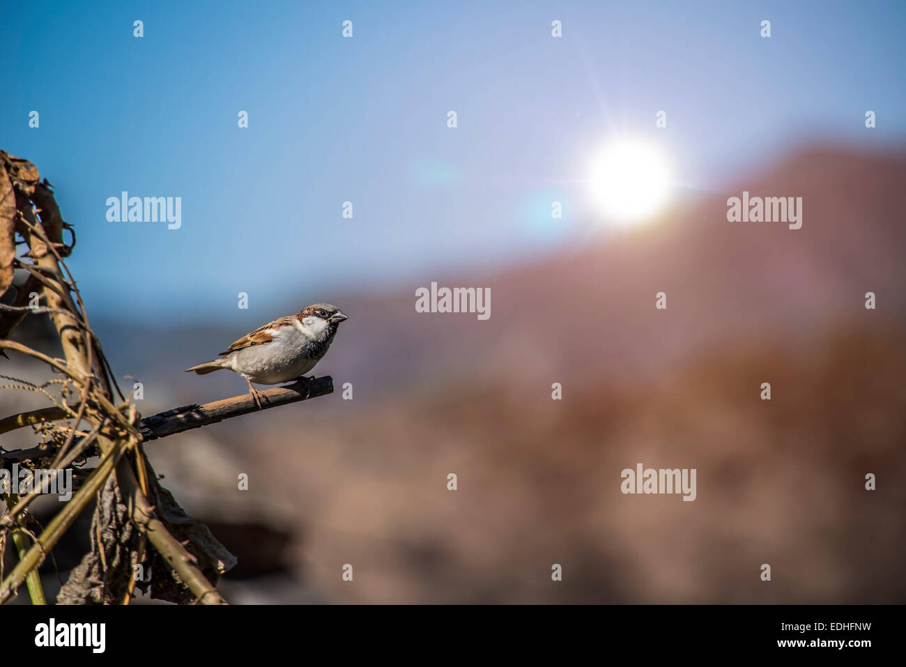 Beautiful scenery bird on tree hi-res stock photography and images - Alamy