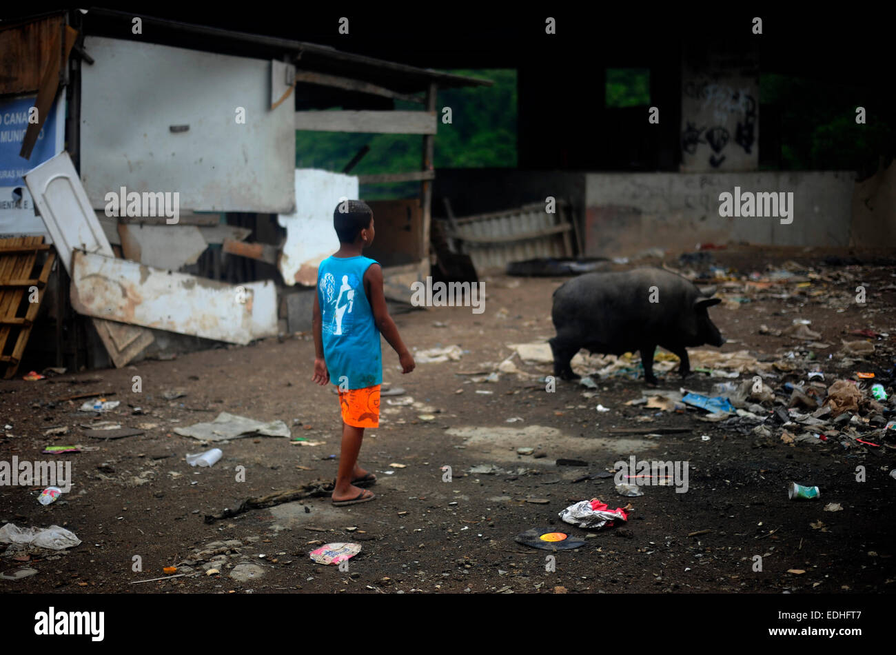 A boy feeds pig in the slums of hi-res stock photography and images - Alamy