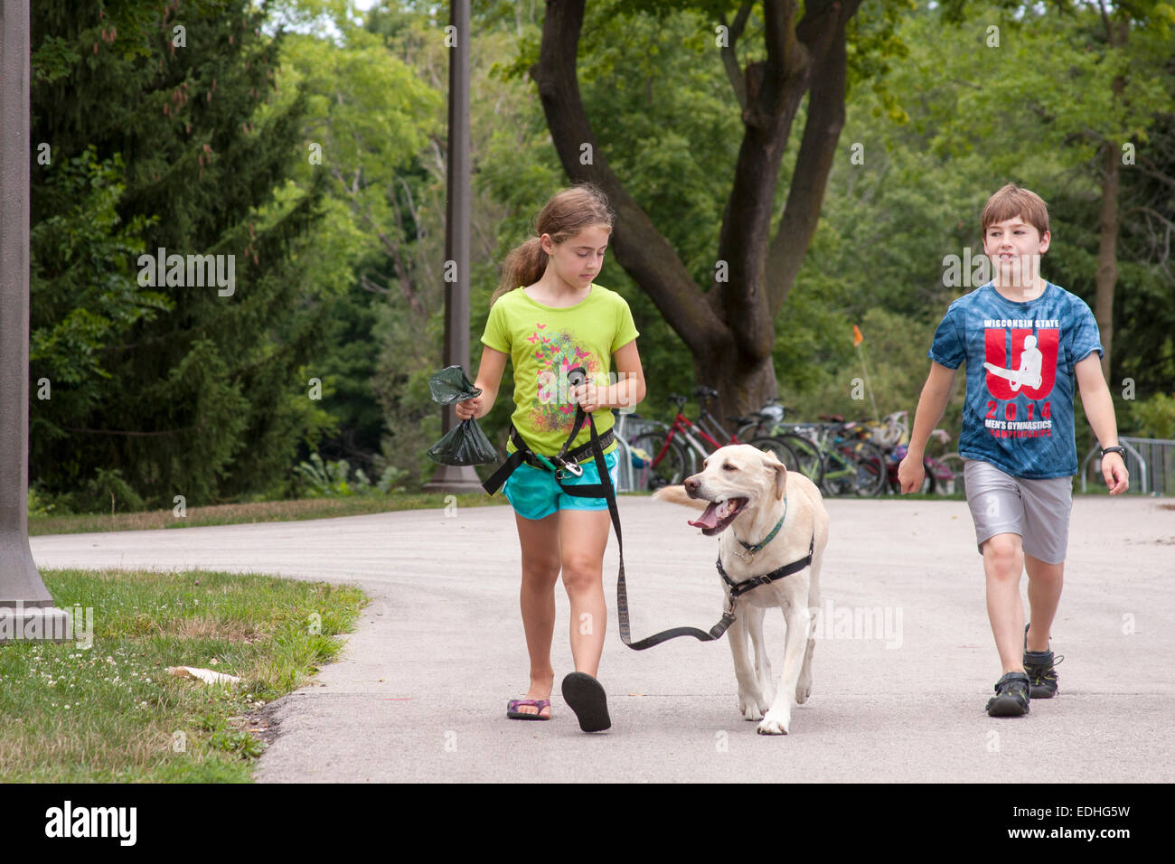 A young boy and girl with their Yellow Labrador dog going for a walk in ...