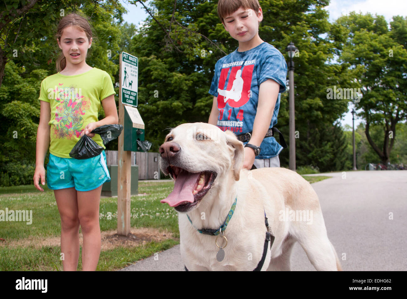 A young boy and girl with her Yellow Labrador dog going for a walk in a ...