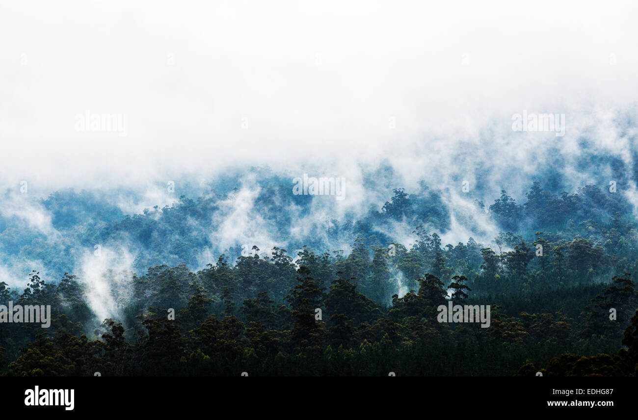 Fog rising from the dense Tasmanian forests Stock Photo - Alamy