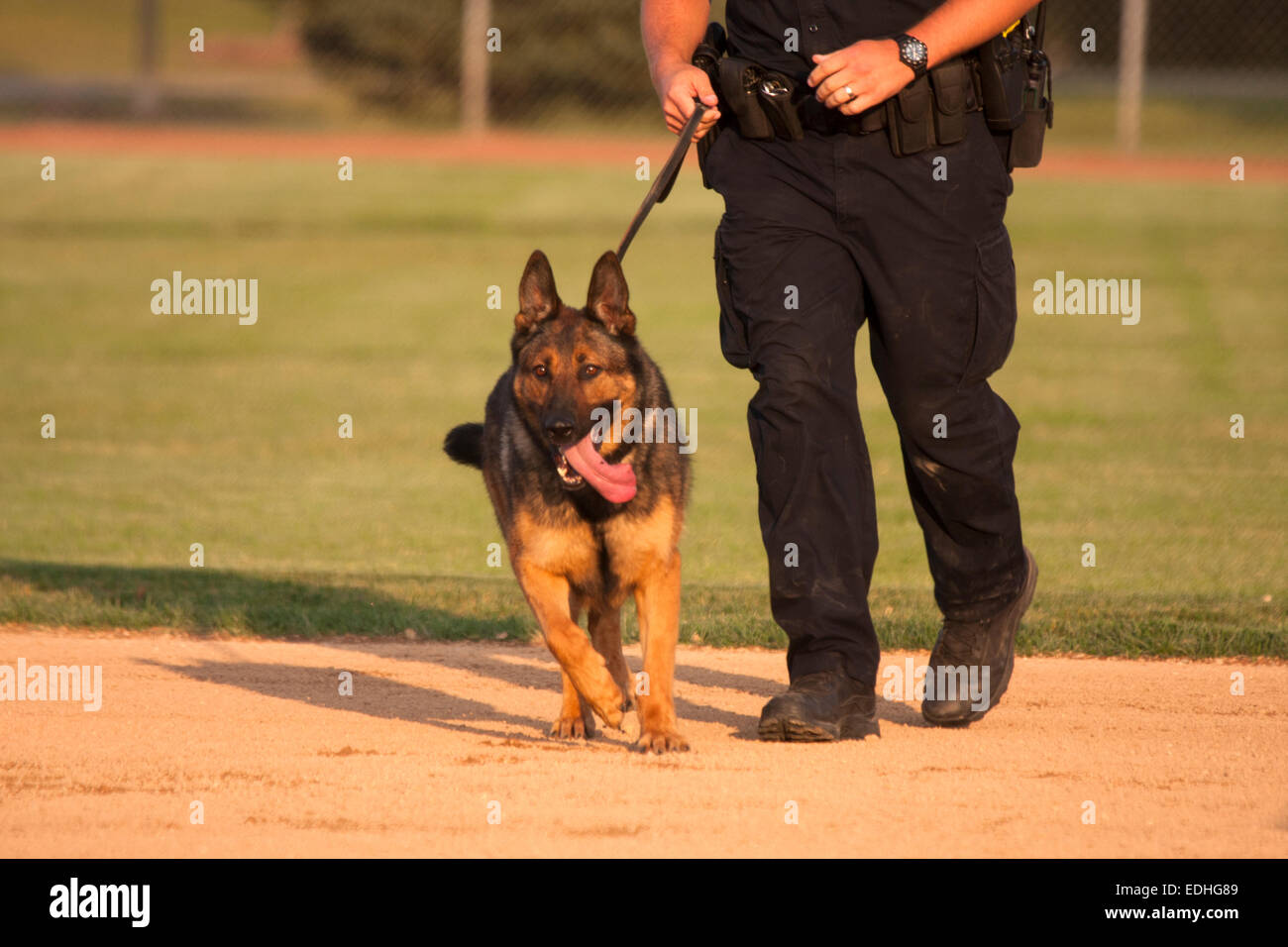 Greenfield Wisconsin Police Department K-9 and Police Officer Stock ...