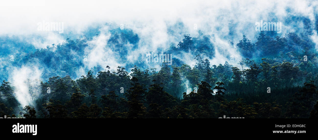 Fog rising from the dense Tasmanian forests Stock Photo - Alamy