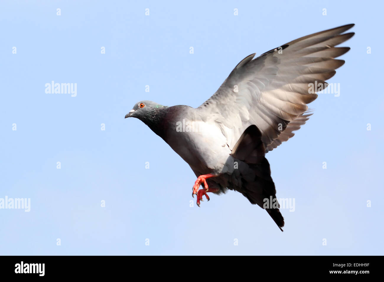 Flying pigeon in the natural Stock Photo - Alamy