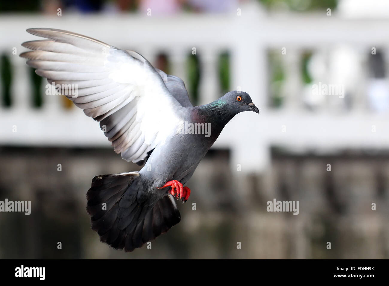 Flying pigeon in the natural Stock Photo - Alamy