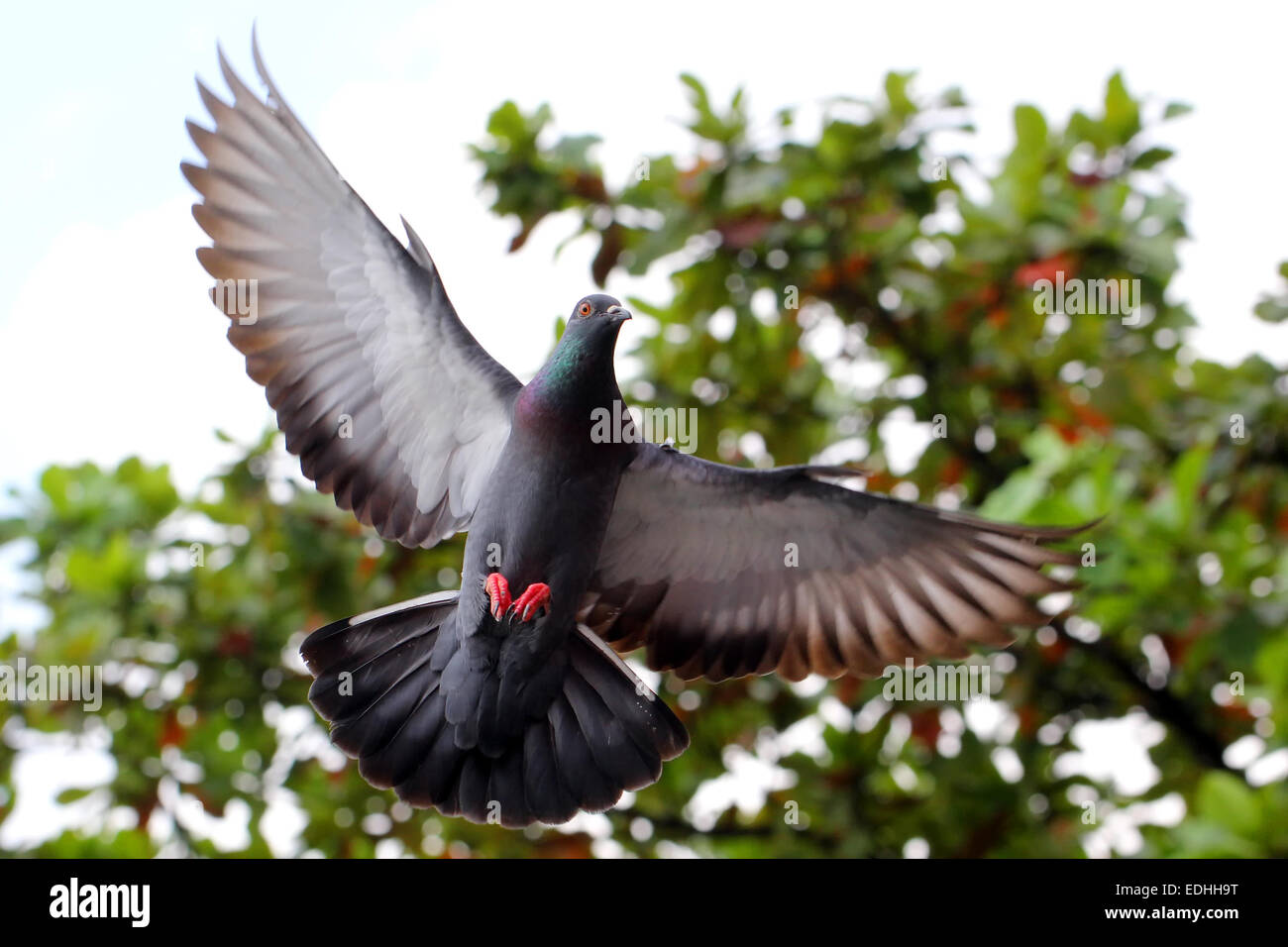 Flying pigeon in the natural Stock Photo - Alamy