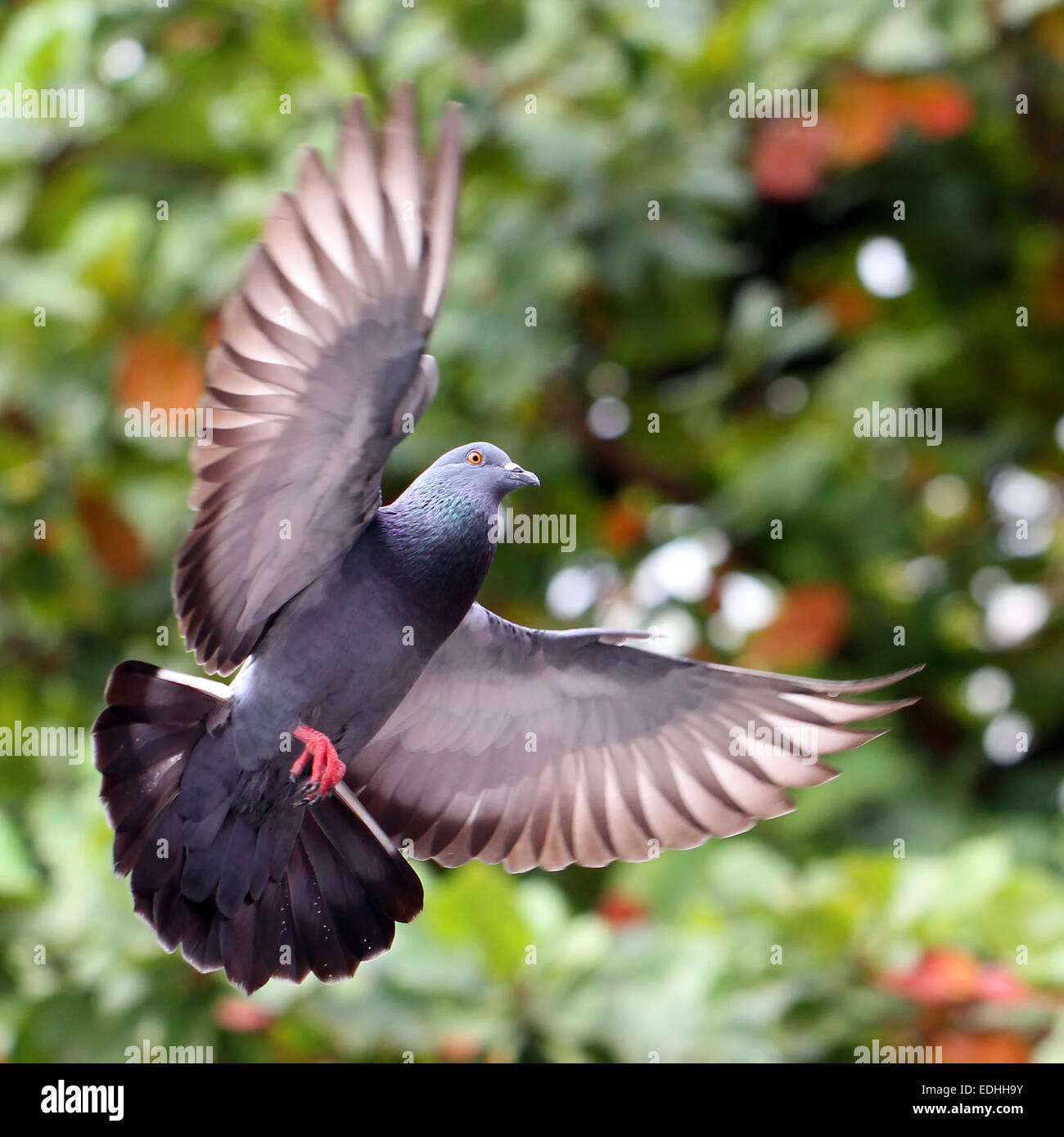 Flying pigeon in the natural Stock Photo - Alamy