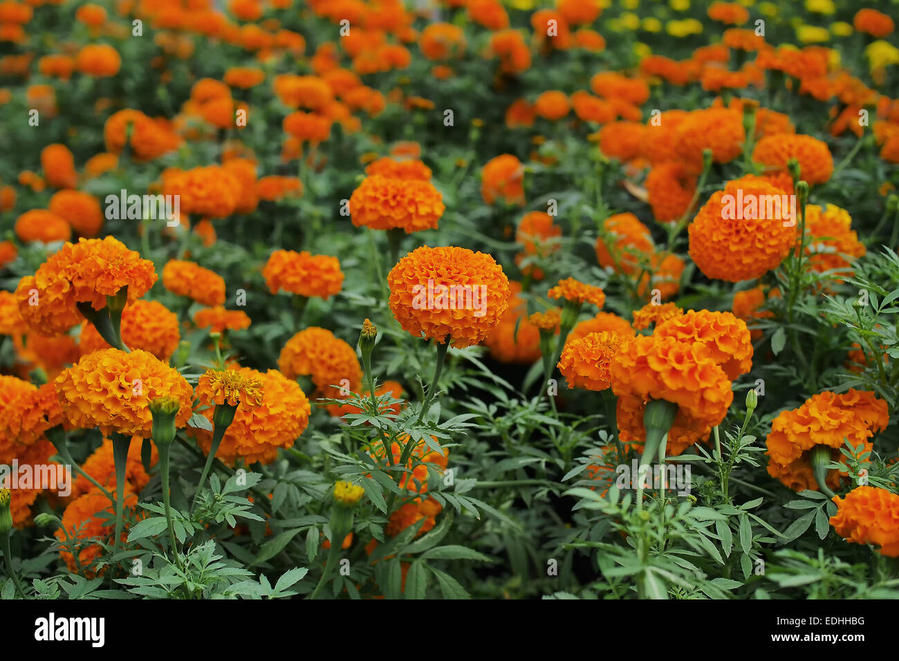 Most beautiful marigold flower hi-res stock photography and images - Alamy