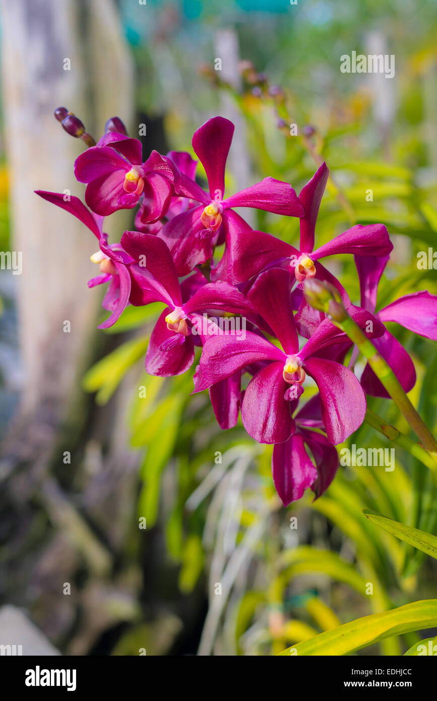 Beautiful multi colored and multi shaped orchids in public plant ...