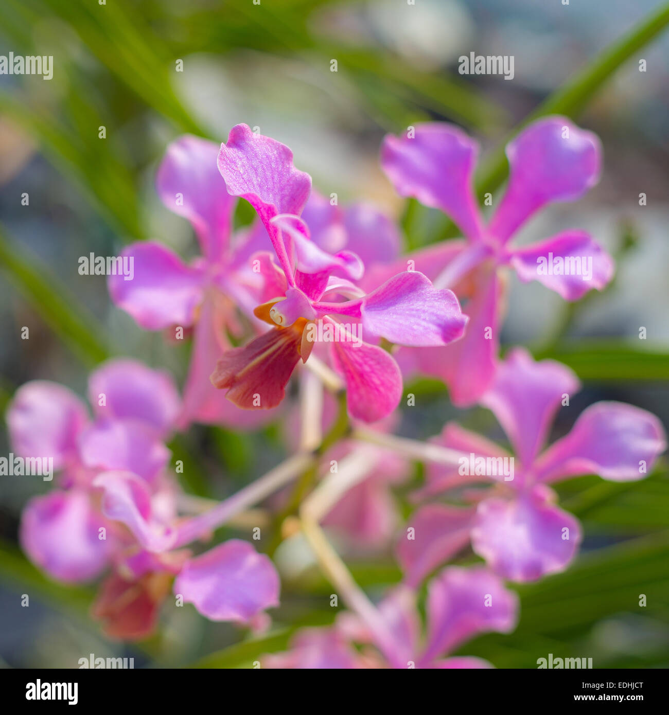 Beautiful multi colored and multi shaped orchids in public plant ...