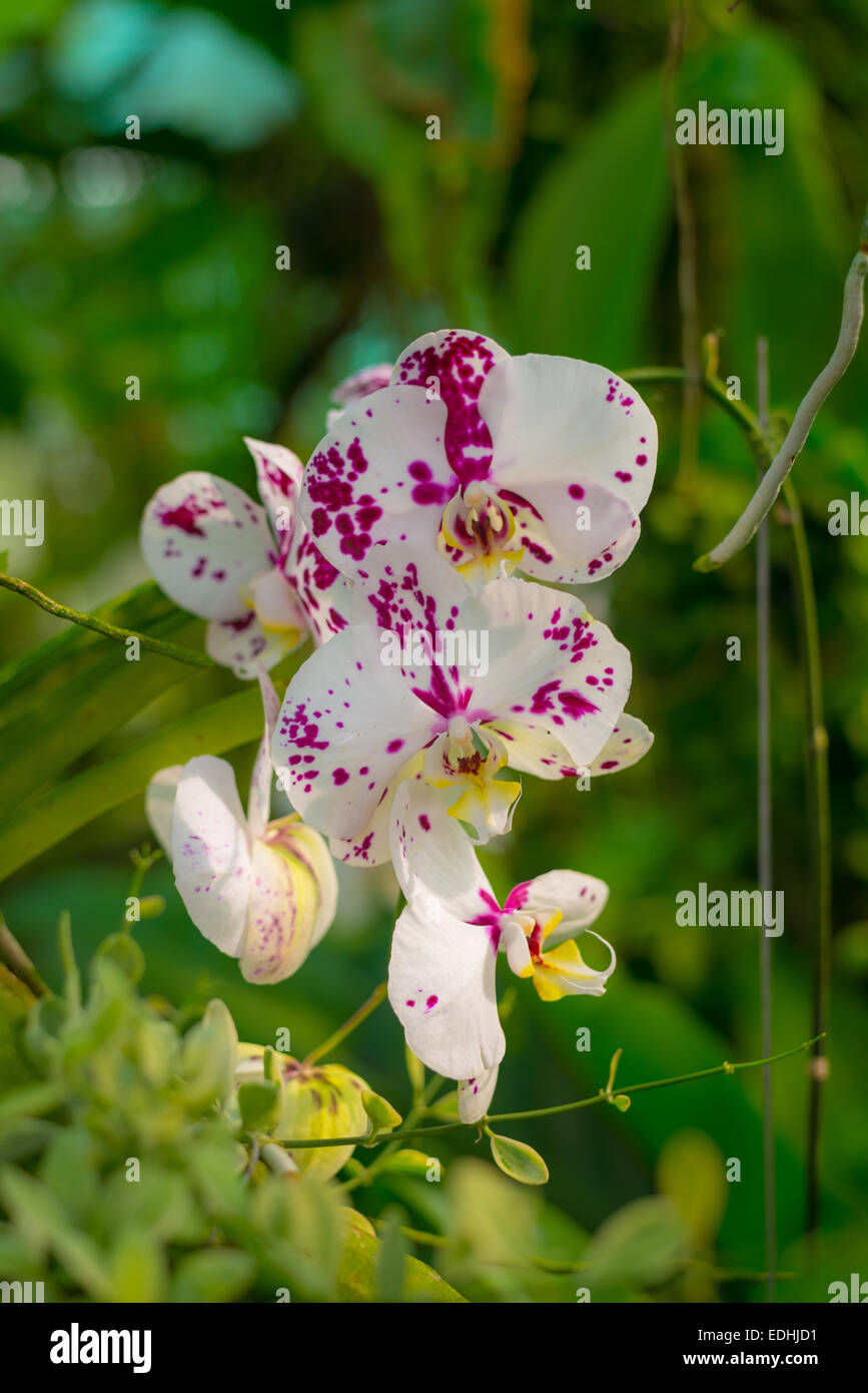 Beautiful multi colored and multi shaped orchids in public plant ...