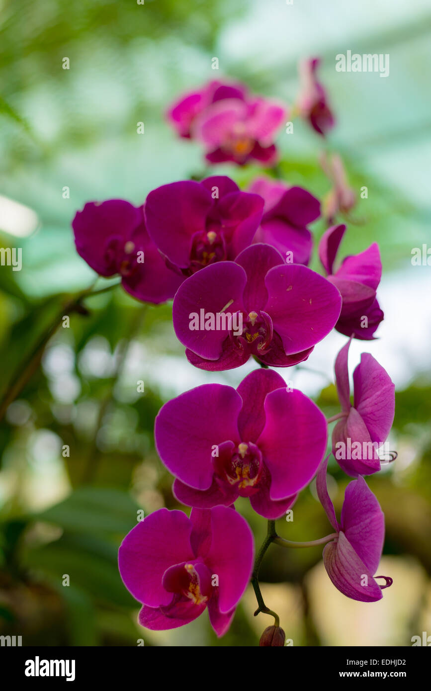 Beautiful multi colored and multi shaped orchids in public plant ...