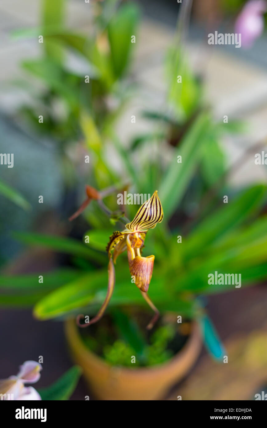 Beautiful multi colored and multi shaped orchids in public plant ...