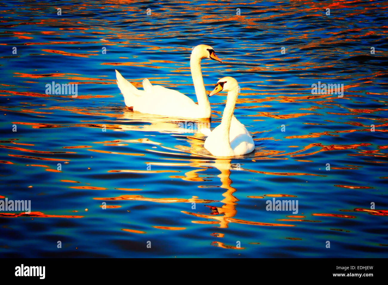 Swans and sunlight Stock Photo - Alamy