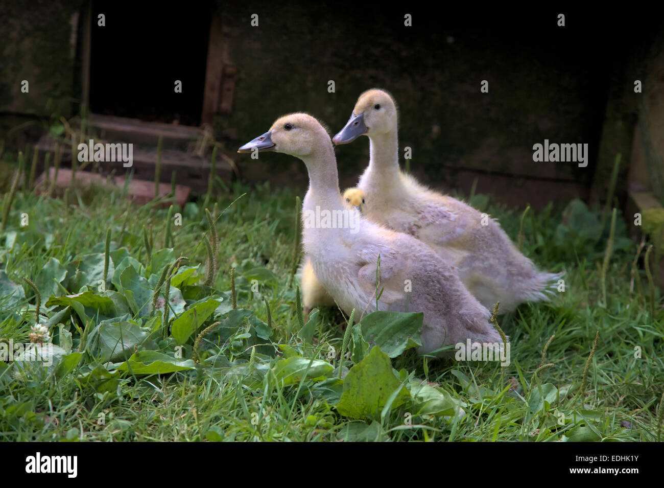 3 week old Welsh Harlequin ducklings and one of 10 days old Stock Photo ...