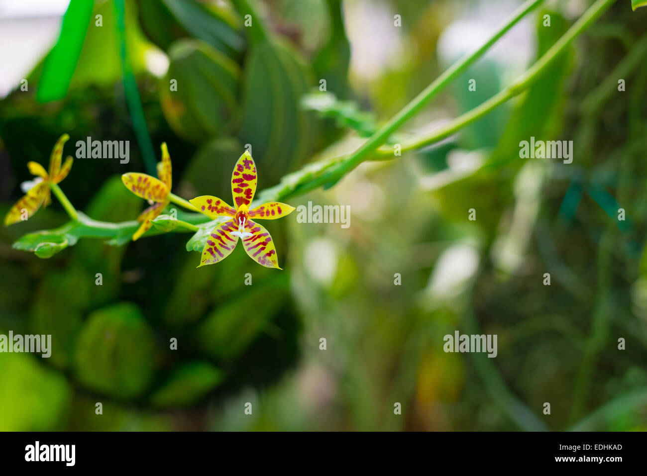 Beautiful multi colored and multi shaped orchids in public plant ...