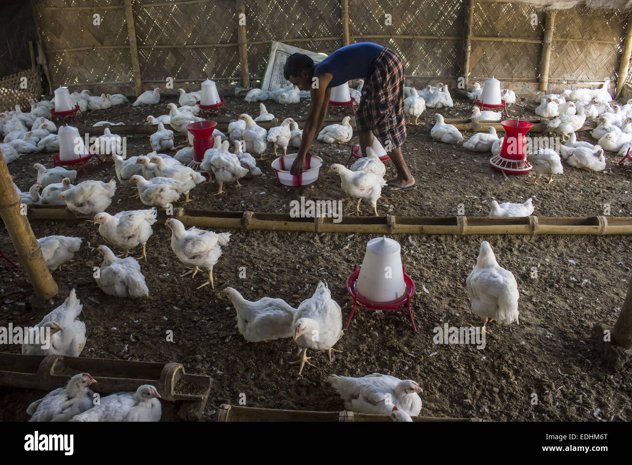 Sivasagar, Assam, India. 7th Jan, 2015. A man feeds chicken at a ...