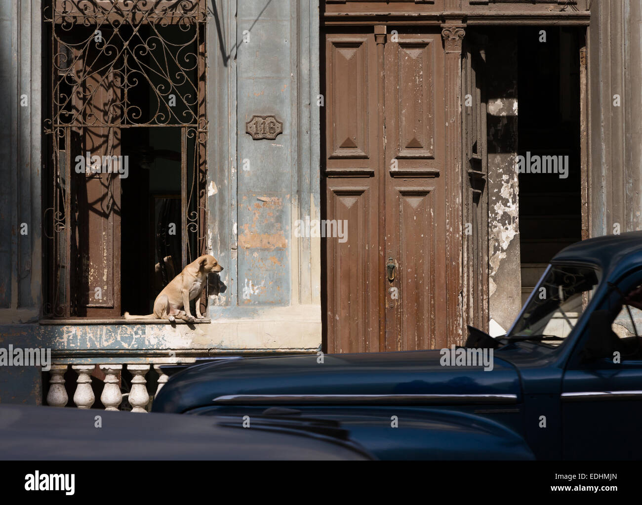 Cuban dog hi-res stock photography and images - Alamy