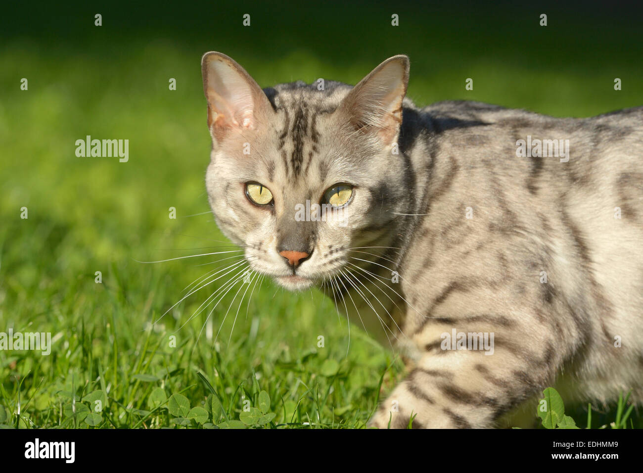 Prionailurus bengalensis hi-res stock photography and images - Alamy