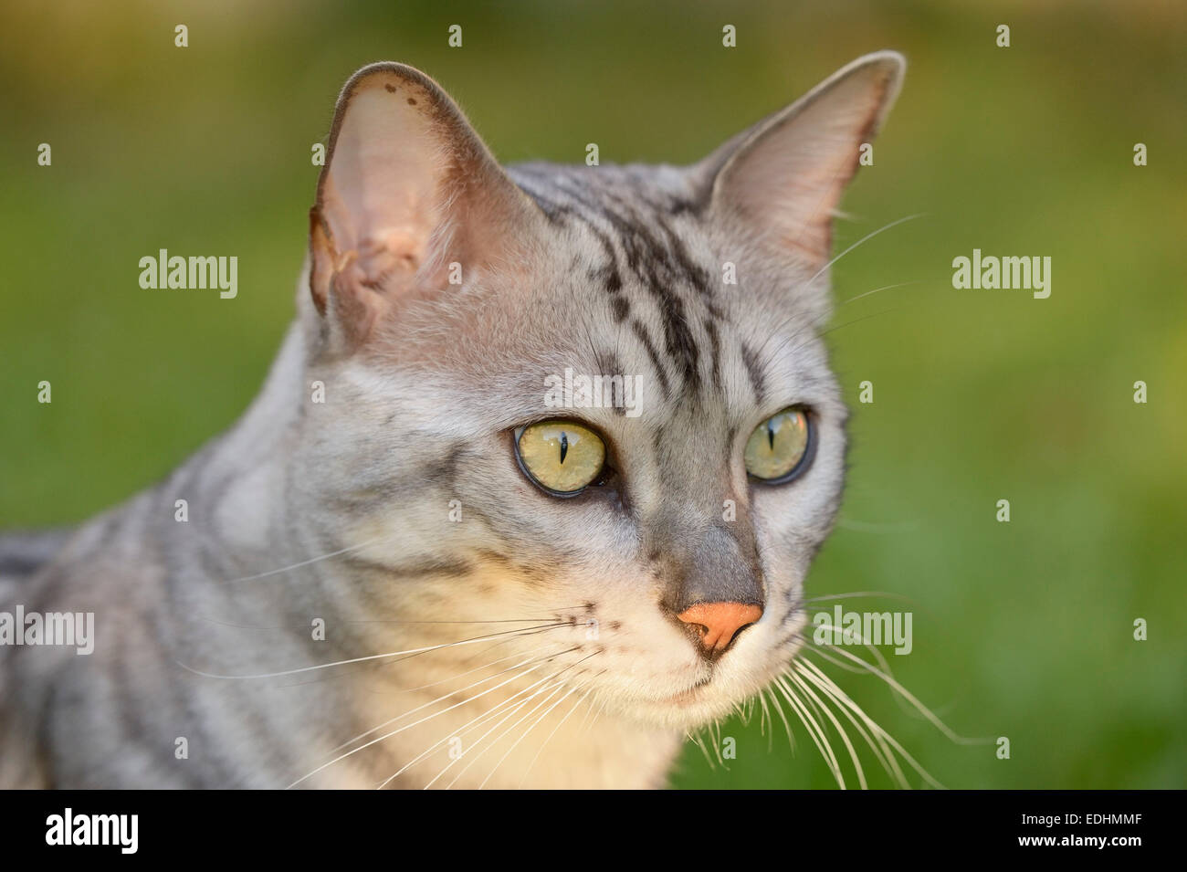 Leopard tomcat (Prionailurus bengalensis) in the garden, domestic ...