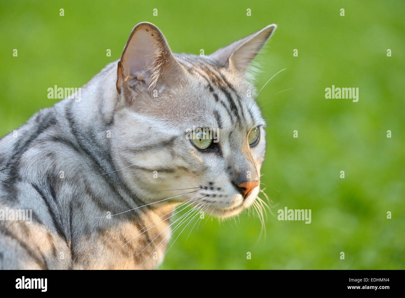 Prionailurus bengalensis hi-res stock photography and images - Alamy