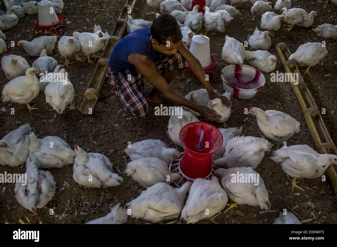 Poultry farm india hi-res stock photography and images - Alamy