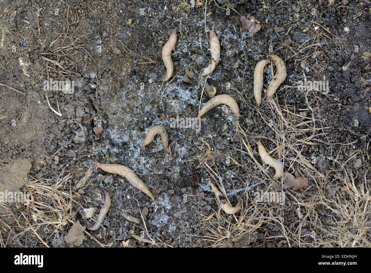 Slug pest damage garden hi-res stock photography and images - Alamy