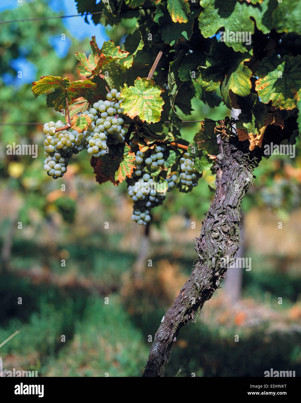 winegrowing, vine stock, white bunches of grapes, white wine Stock Photo - Alamy