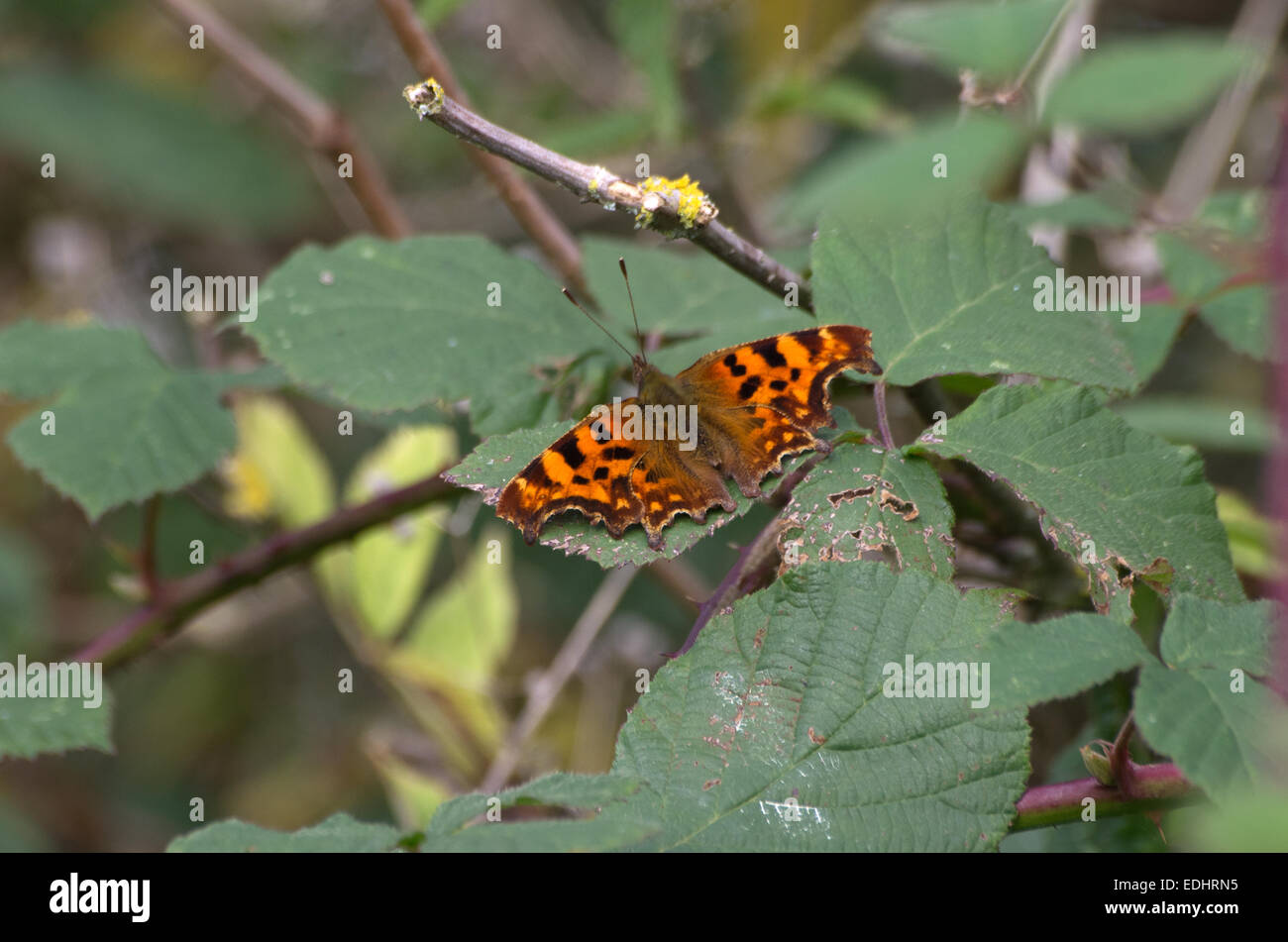 Butterfly and bramble flower hi-res stock photography and images - Alamy