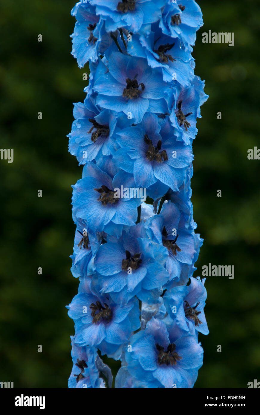 Blue dawn flower hi-res stock photography and images - Alamy