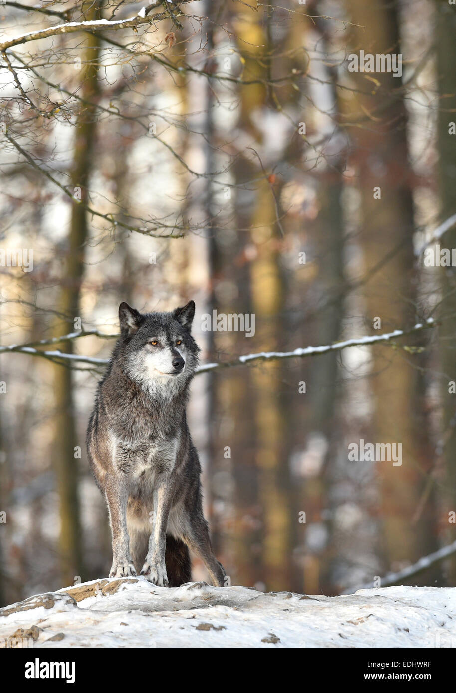 Northwestern wolf (Canis lupus occidentalis) in the snow, lookout ...
