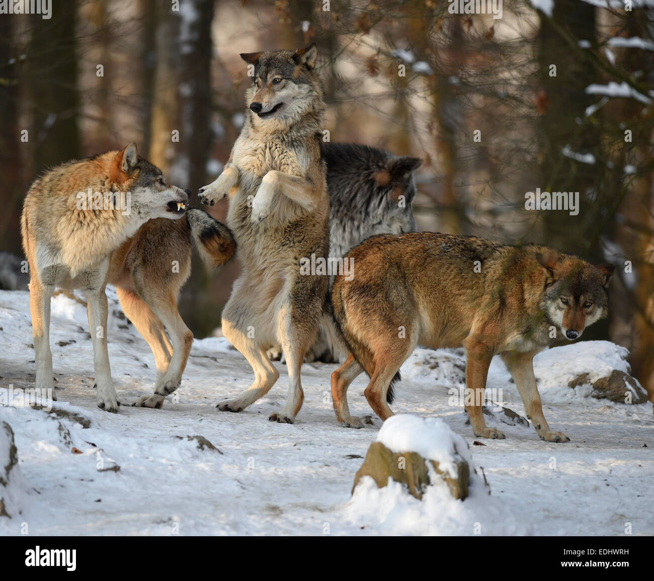 Reproof, ranking, domination, Northwestern wolf (Canis lupus ...