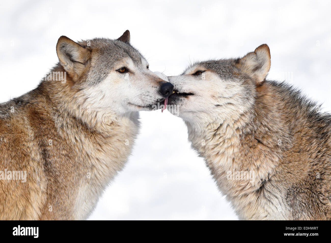 Welcome Greeting Stock Photos & Welcome Greeting Stock Images - Alamy