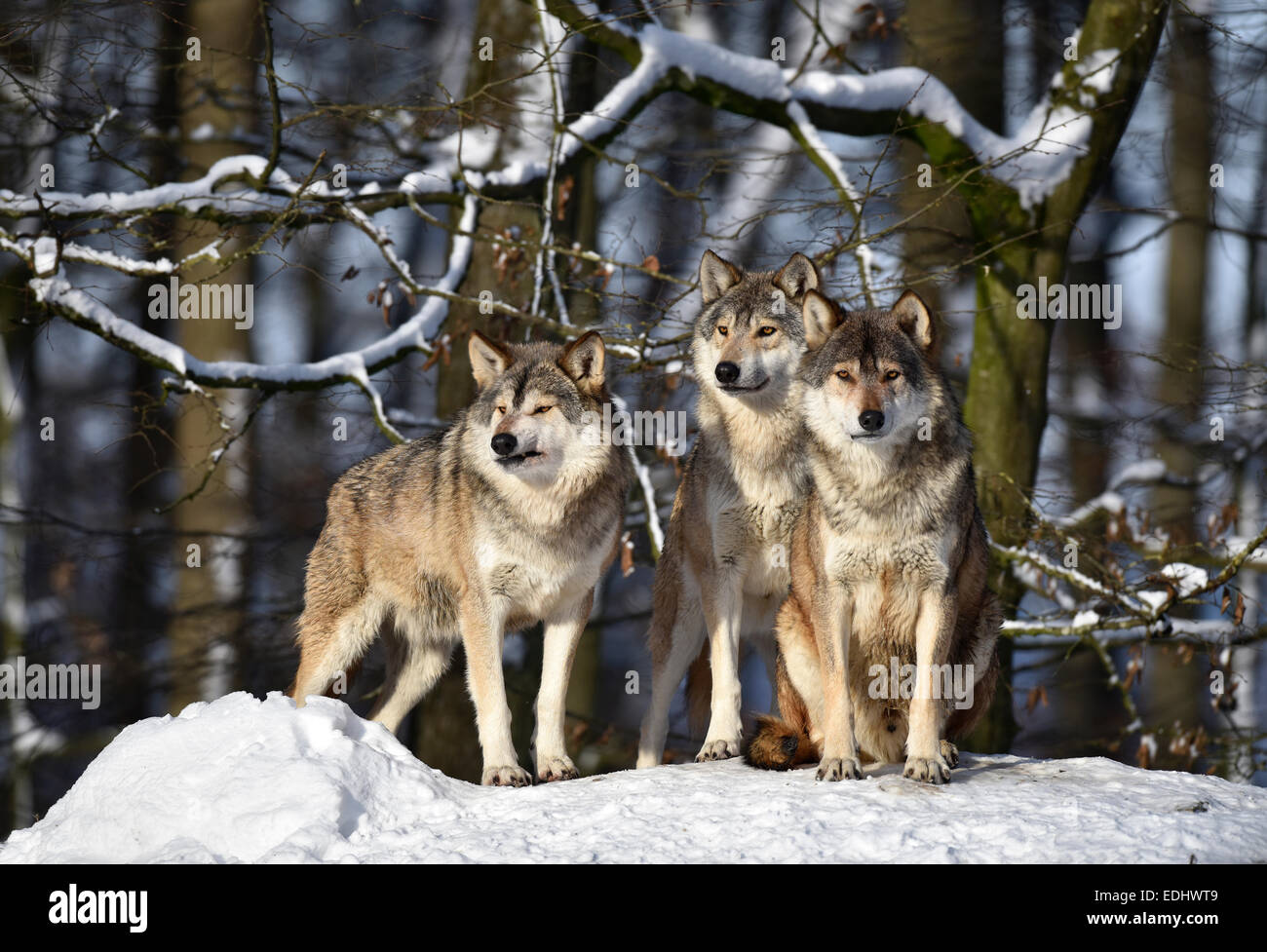 Three wolves on look out, Northwestern wolf (Canis lupus occidentalis ...
