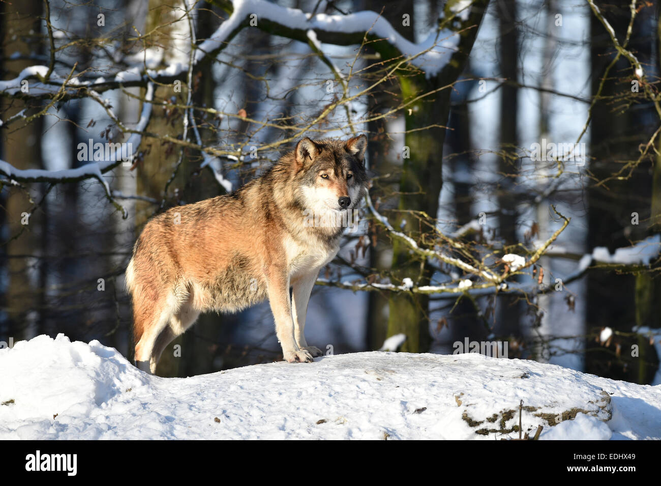 Wolf pack with alpha male hi-res stock photography and images - Alamy