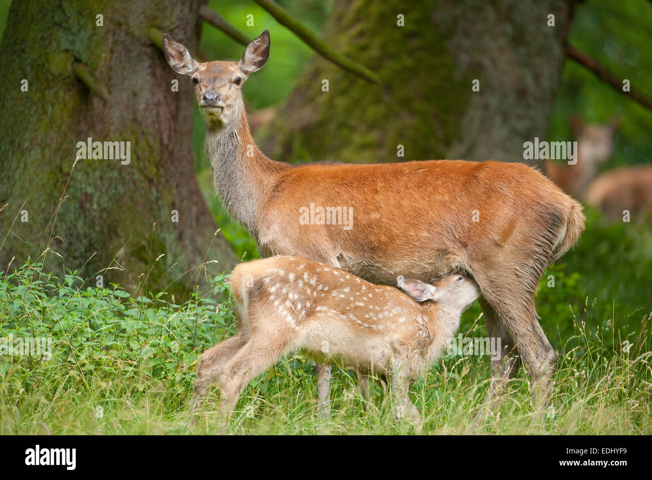 Red Deer (Cervus elaphus), hind with suckling fawn, captive, Bavaria ...