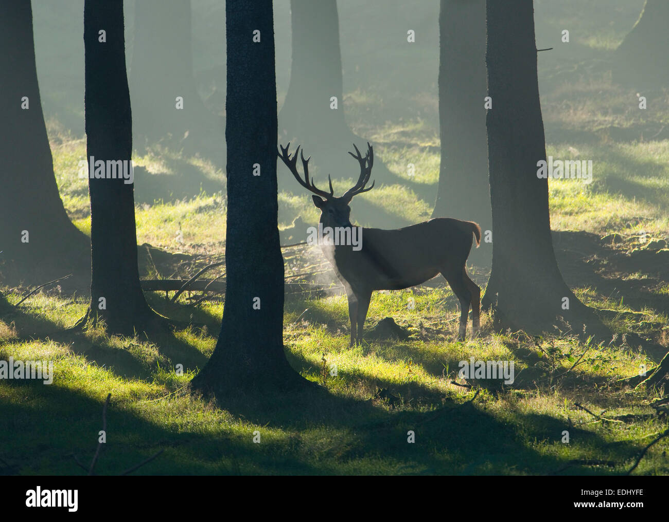 Deer Forest High Resolution Stock Photography and Images - Alamy