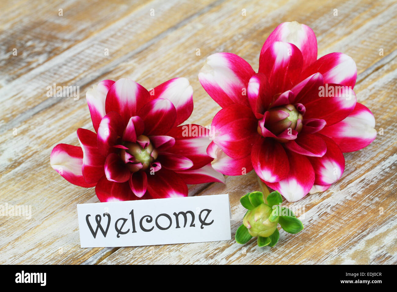 Welcome card with dahlia hi-res stock photography and images - Alamy