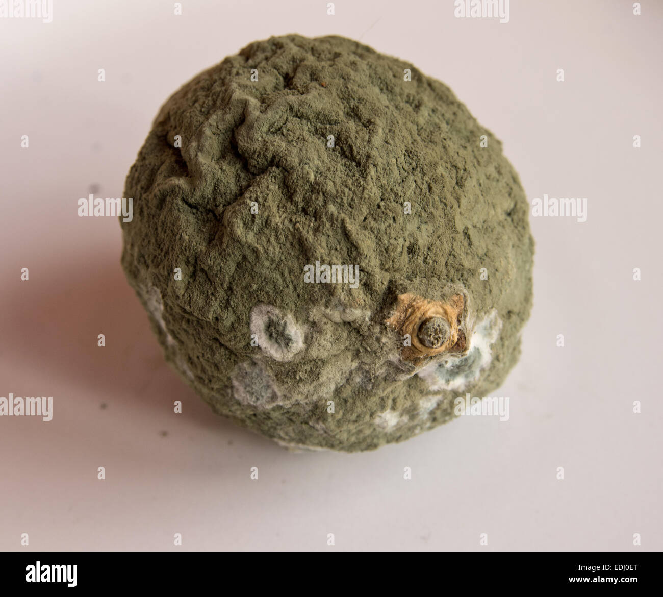 Orange colour fruit hi-res stock photography and images - Alamy