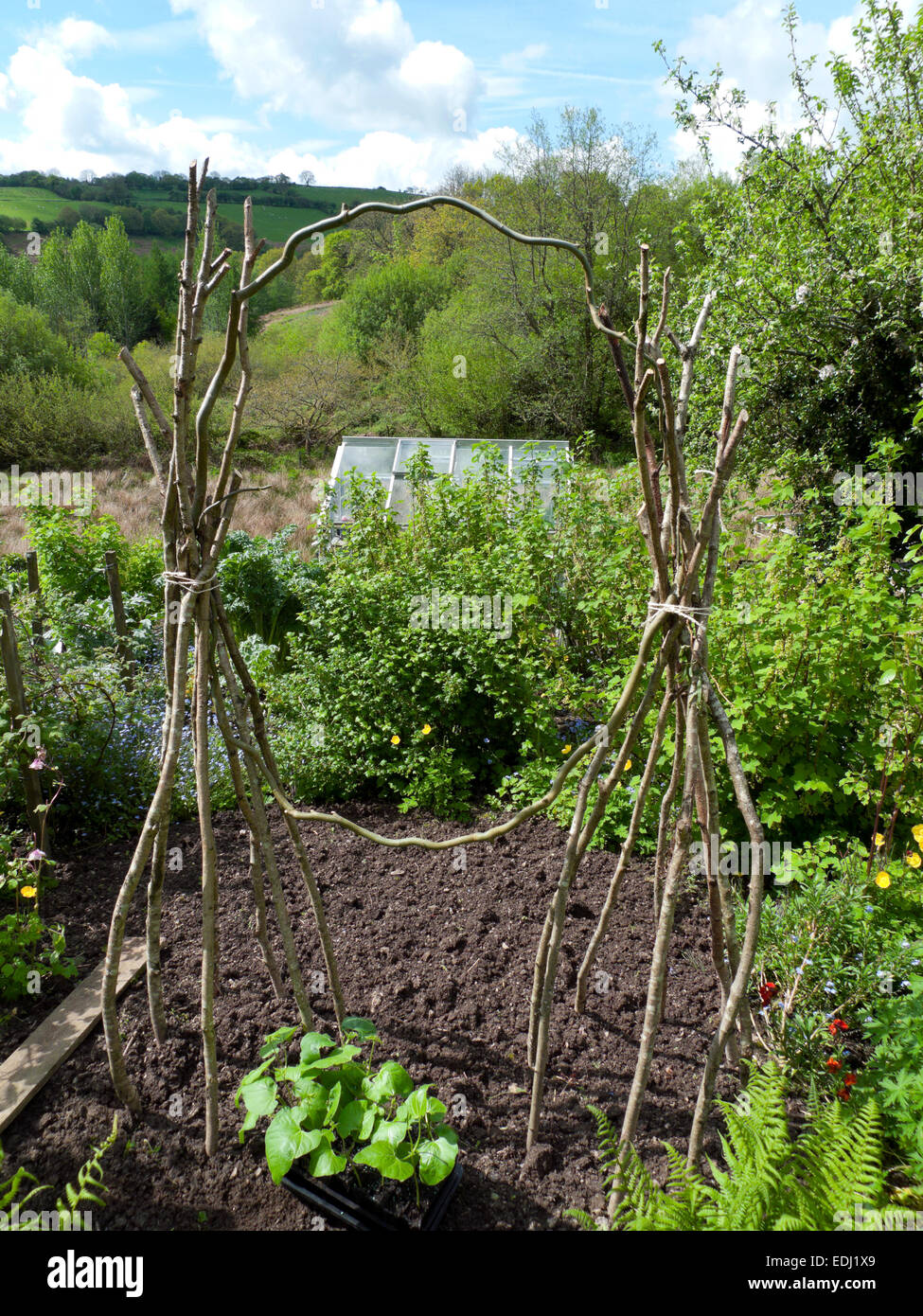 Circular design of runner bean poles sticks to support climbing beans ...