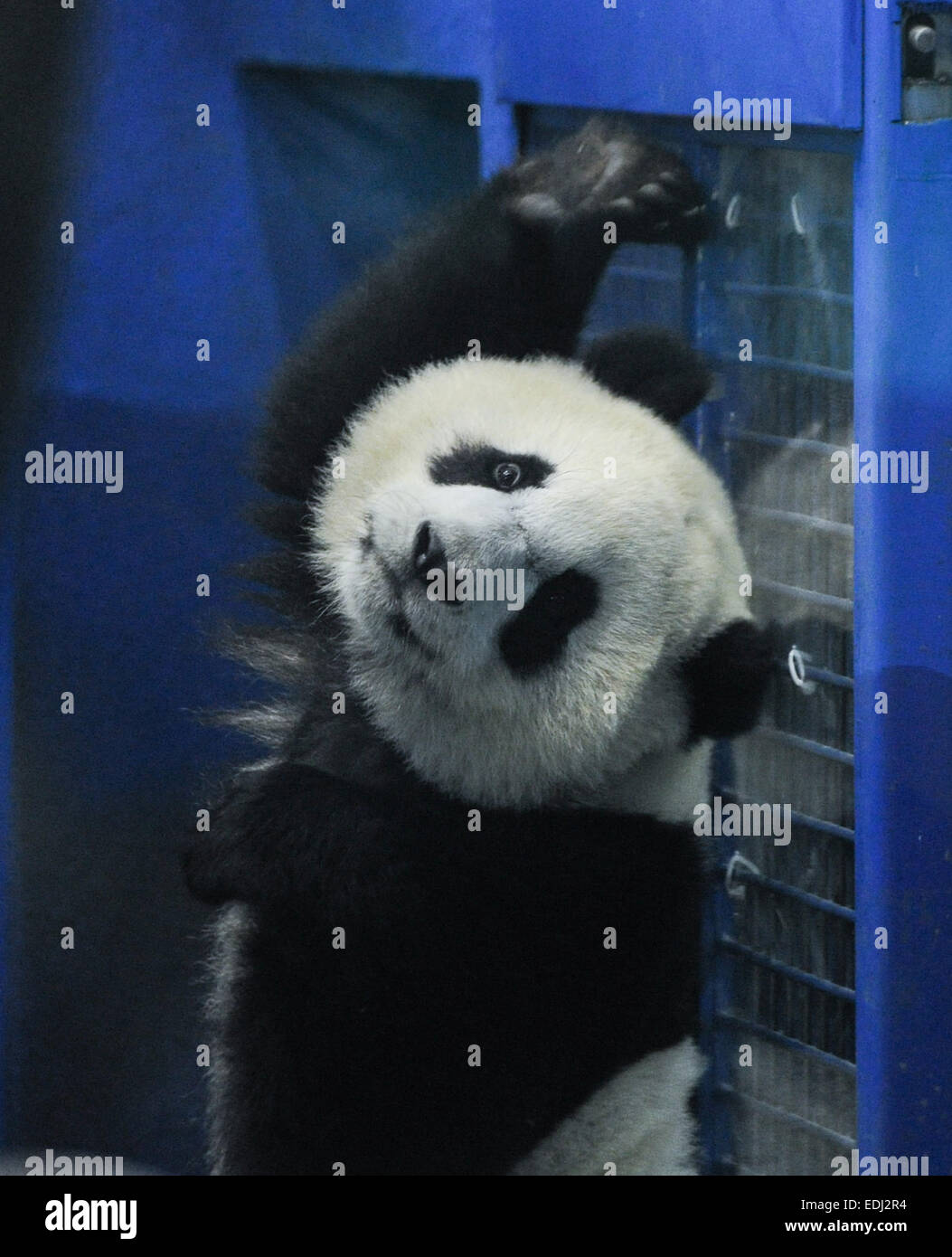 Taipei. 07th Jan, 2015. Photo taken on Jan. 7, 2014 shows the giant ...