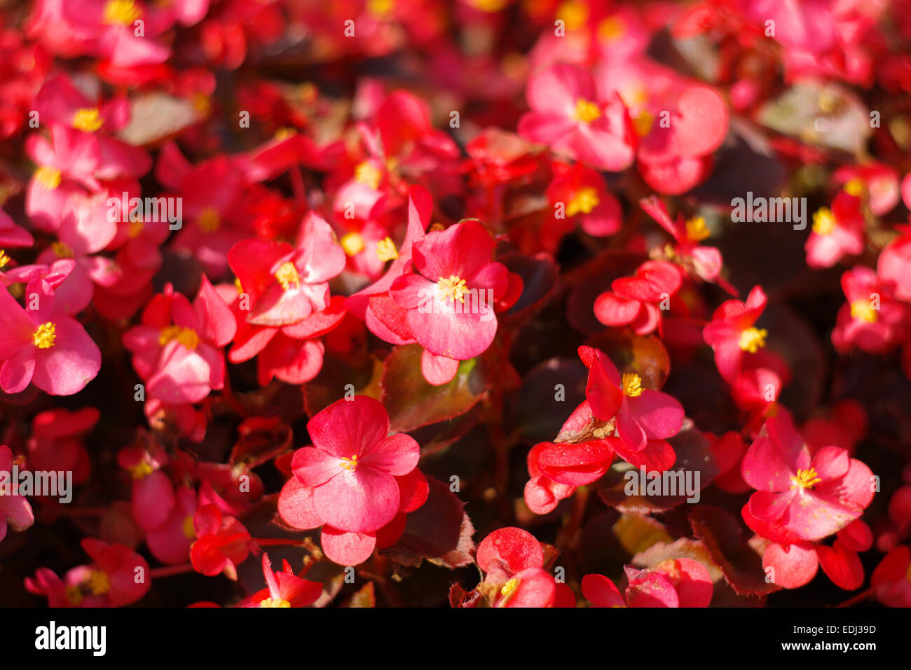 red little flowers Stock Photo - Alamy