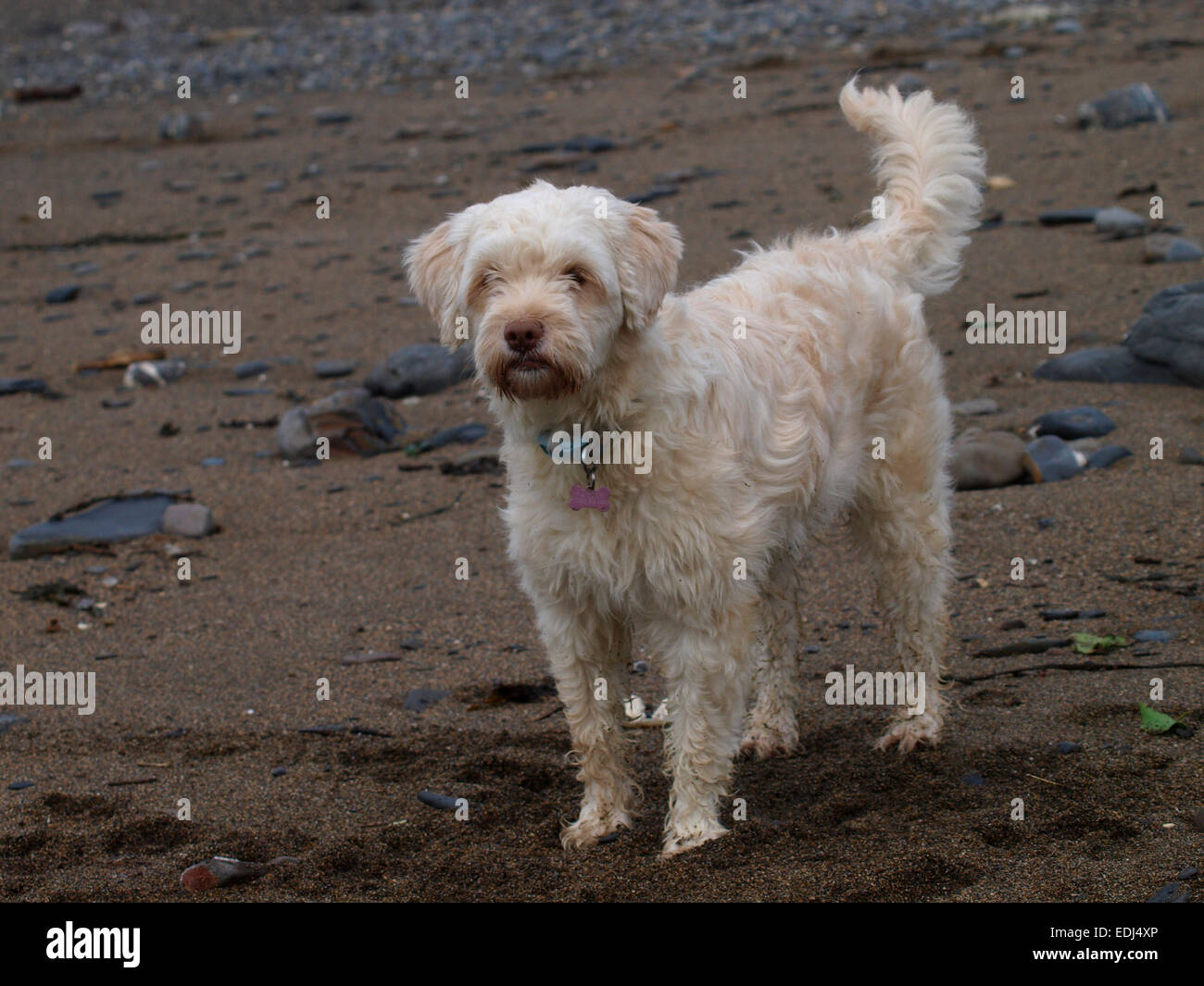 White labradoodle dog hi-res stock photography and images - Alamy