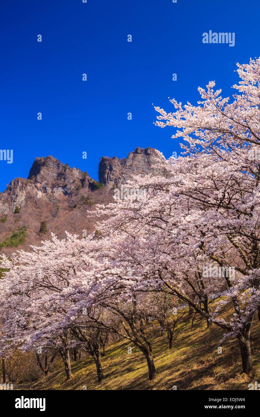Rock cherry tree in spring hi-res stock photography and images - Alamy