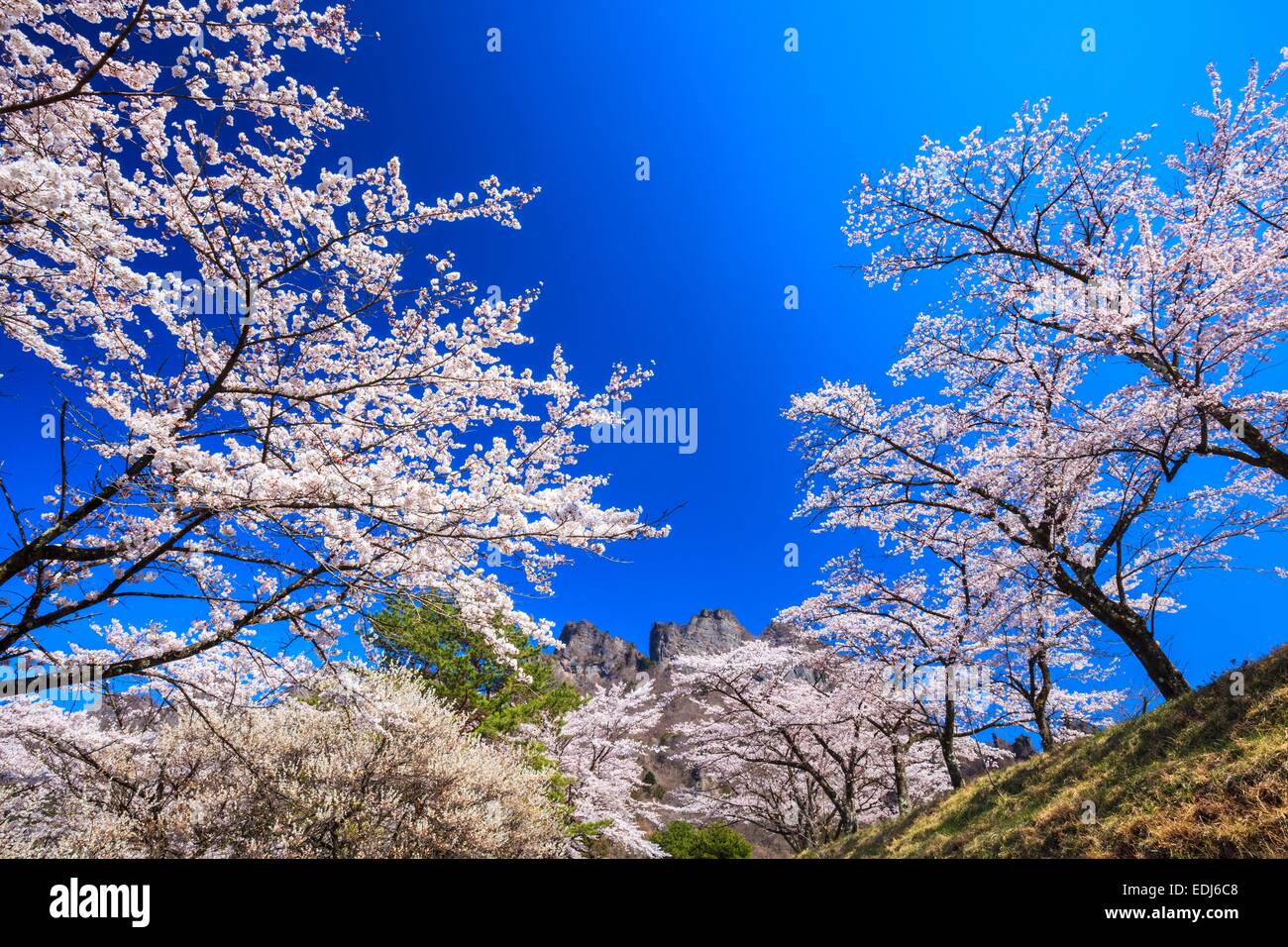 Cherry trees in mt hi-res stock photography and images - Alamy