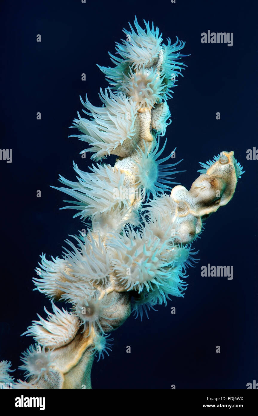 Striped colonial anemone hi-res stock photography and images - Alamy