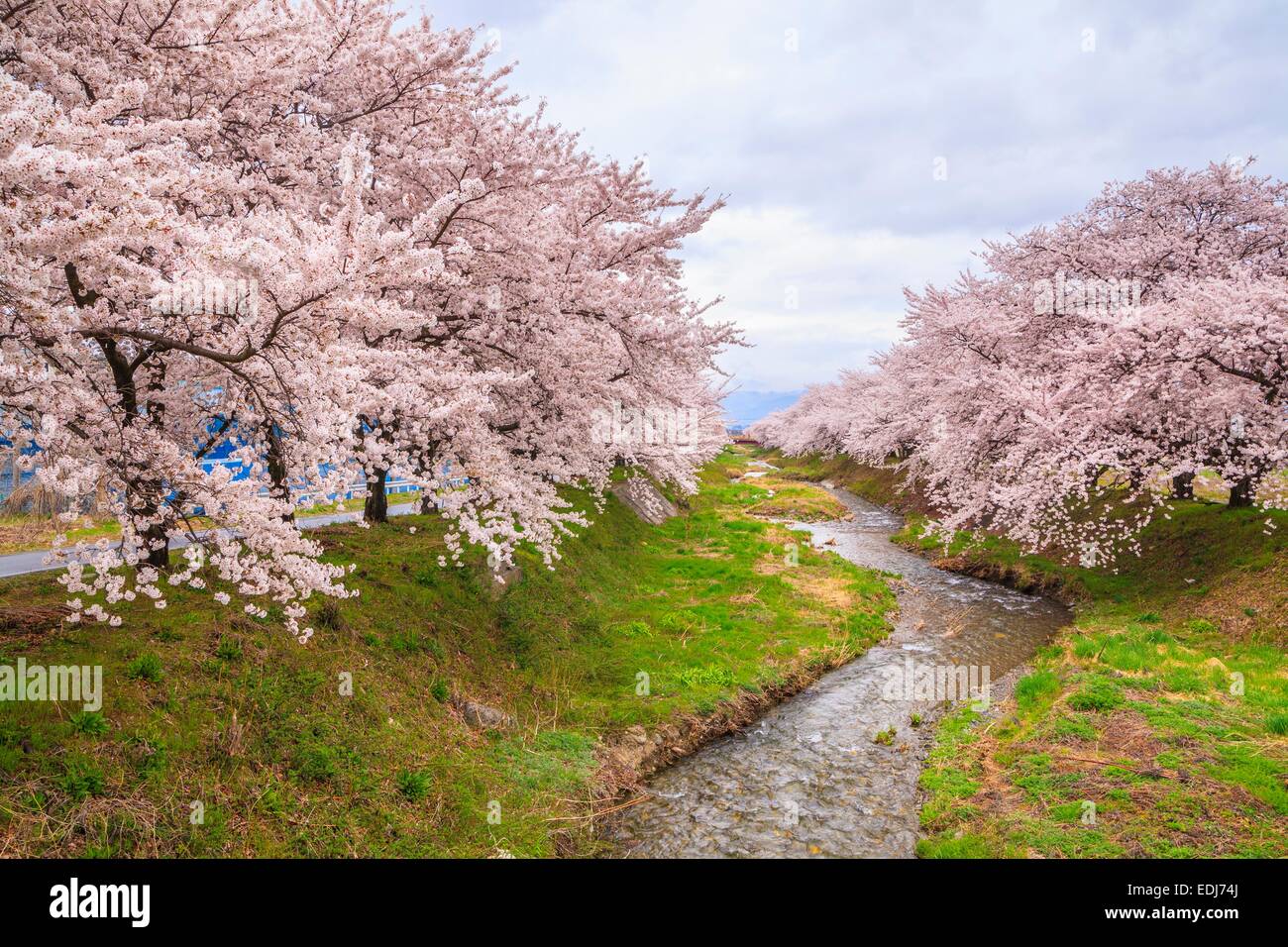 Cherry blossoms and stream, Japan Stock Photo - Alamy