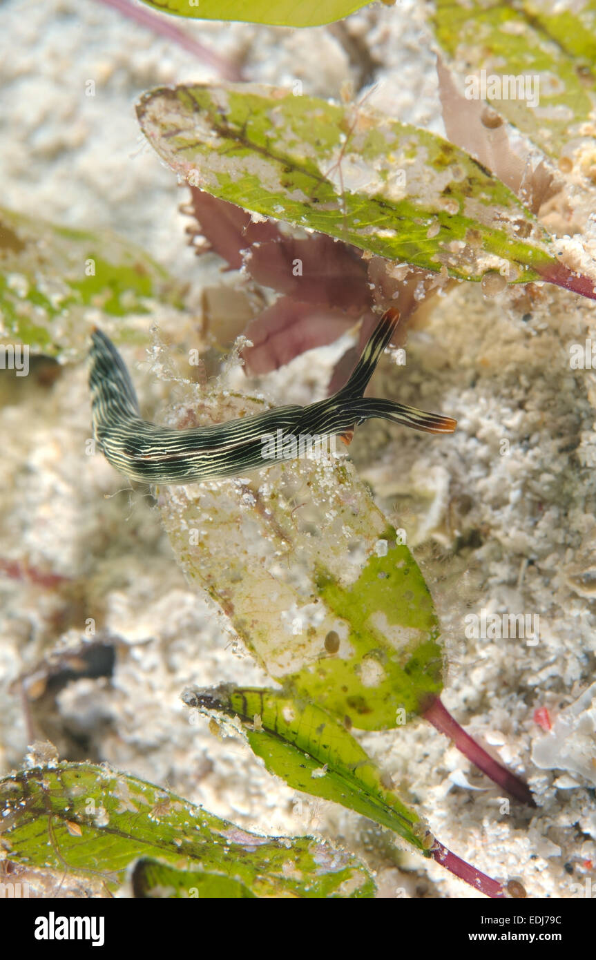 nudibranch, or sea slug (Thuridilla gracilis) Bohol Sea, Cebu ...