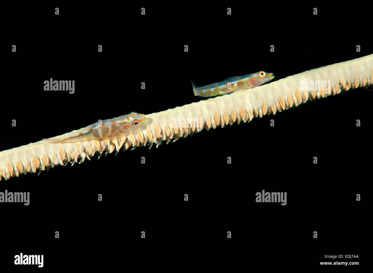 Sea whip gobies hi-res stock photography and images - Alamy