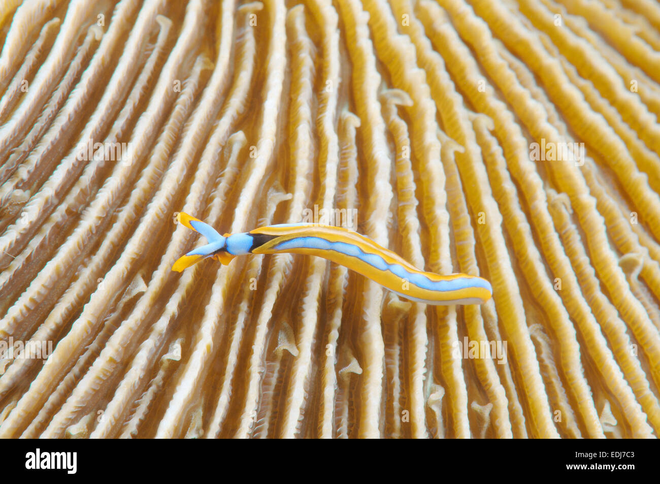 Sapsucking Slug (Thuridilla lineolata) Bohol Sea, Cebu, Philippines ...